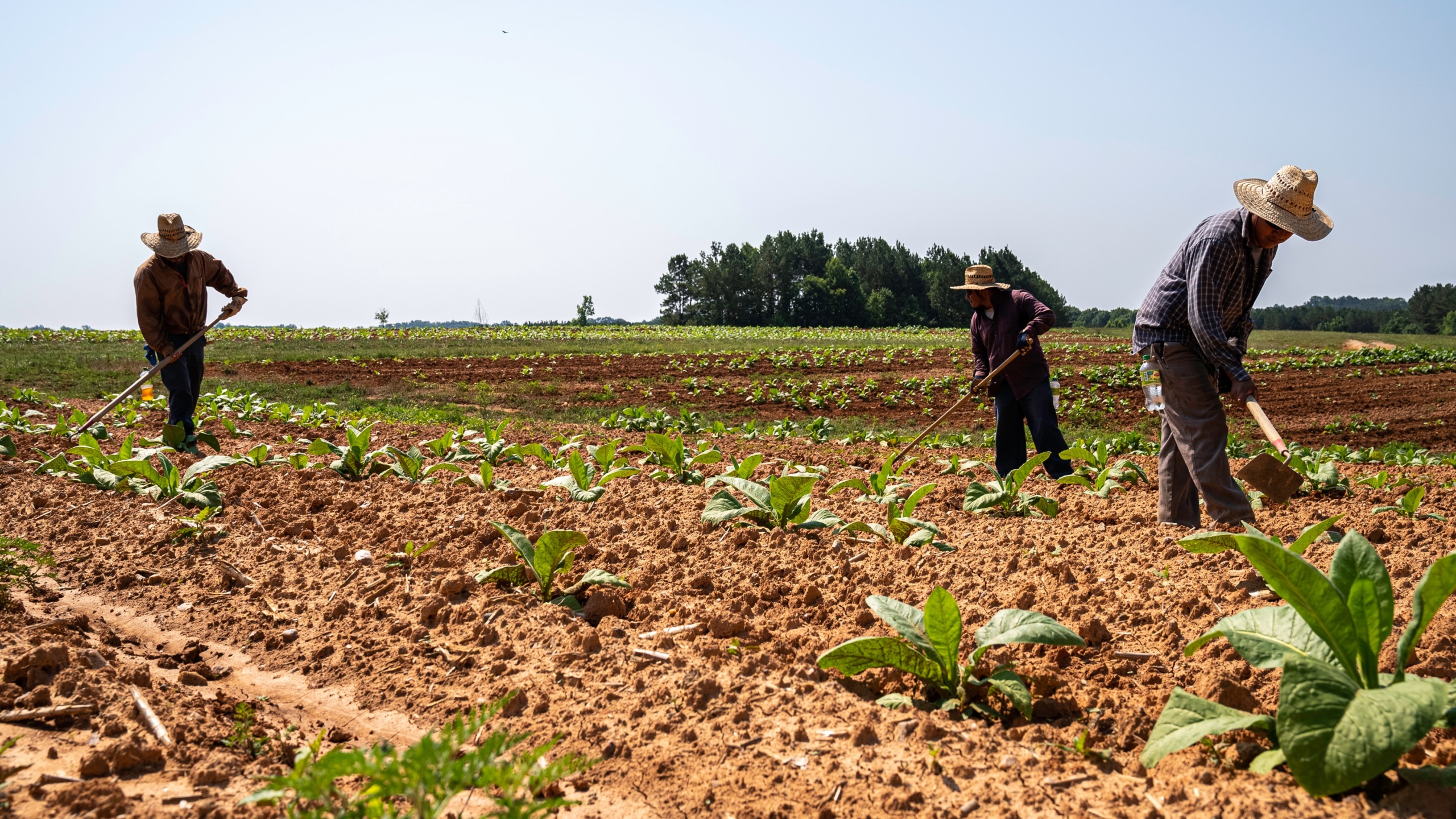 Videos: Climate Change and Health Risks to Farmworkers - Public Health ...