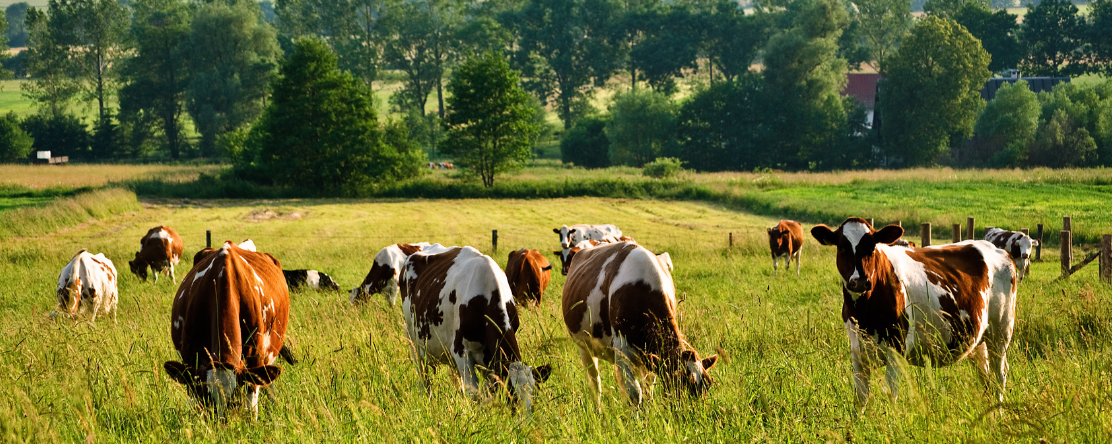 Supporting Regenerative Beef for a More Healthy, Equitable Food System ...
